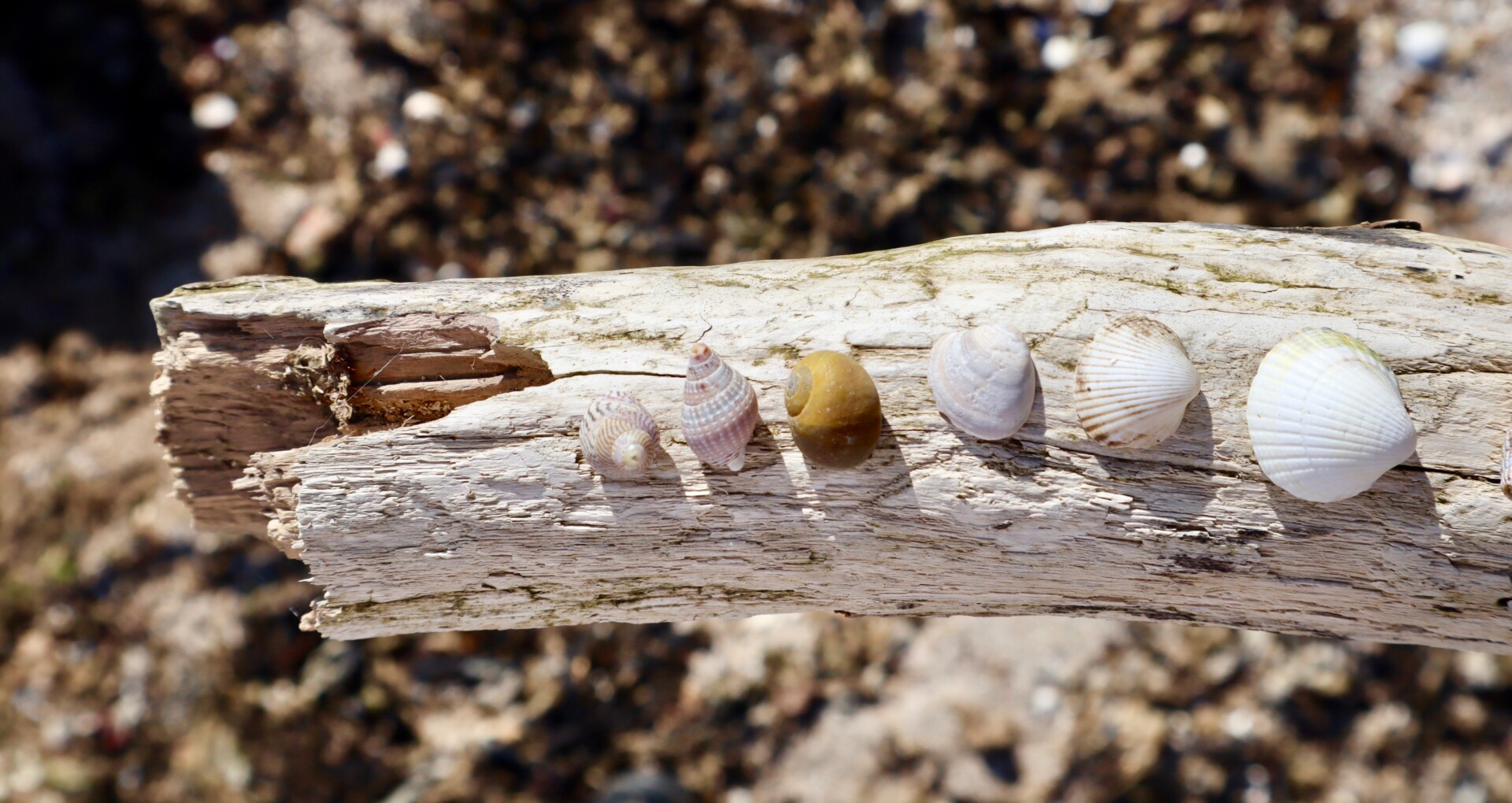 Transient Art - Rusty Rambles